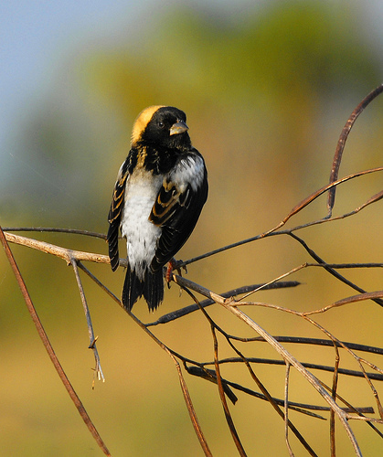 spotlight on bobolinks! | s. d. stewart
